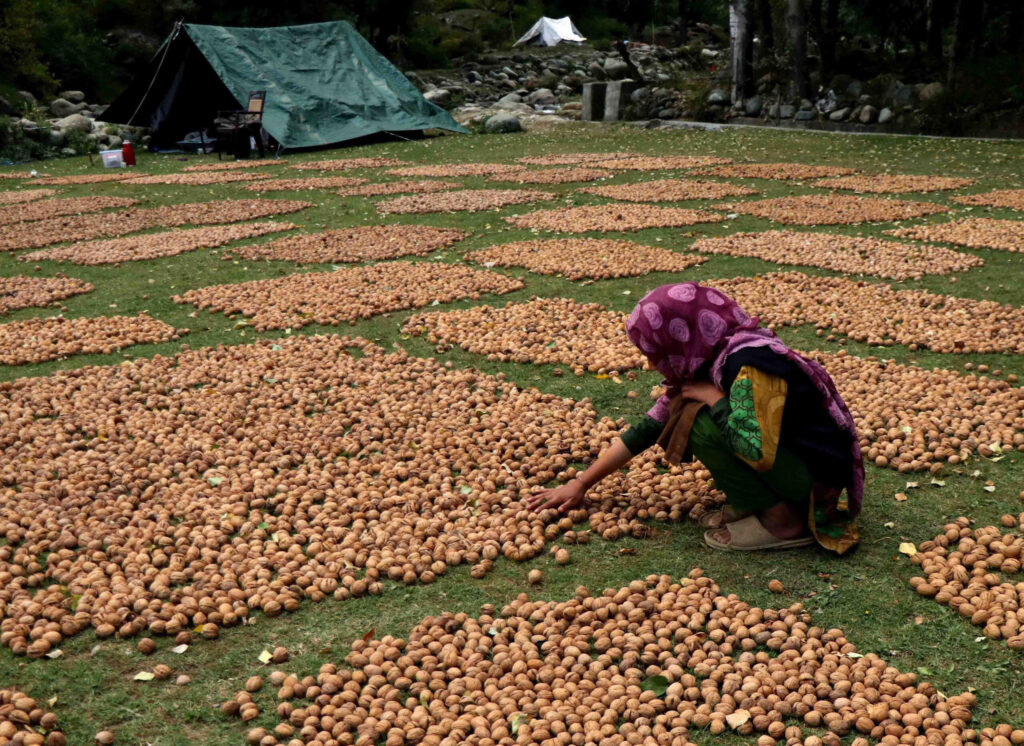 WANGAI playing crucial role in helping nut farmers – Prashant News